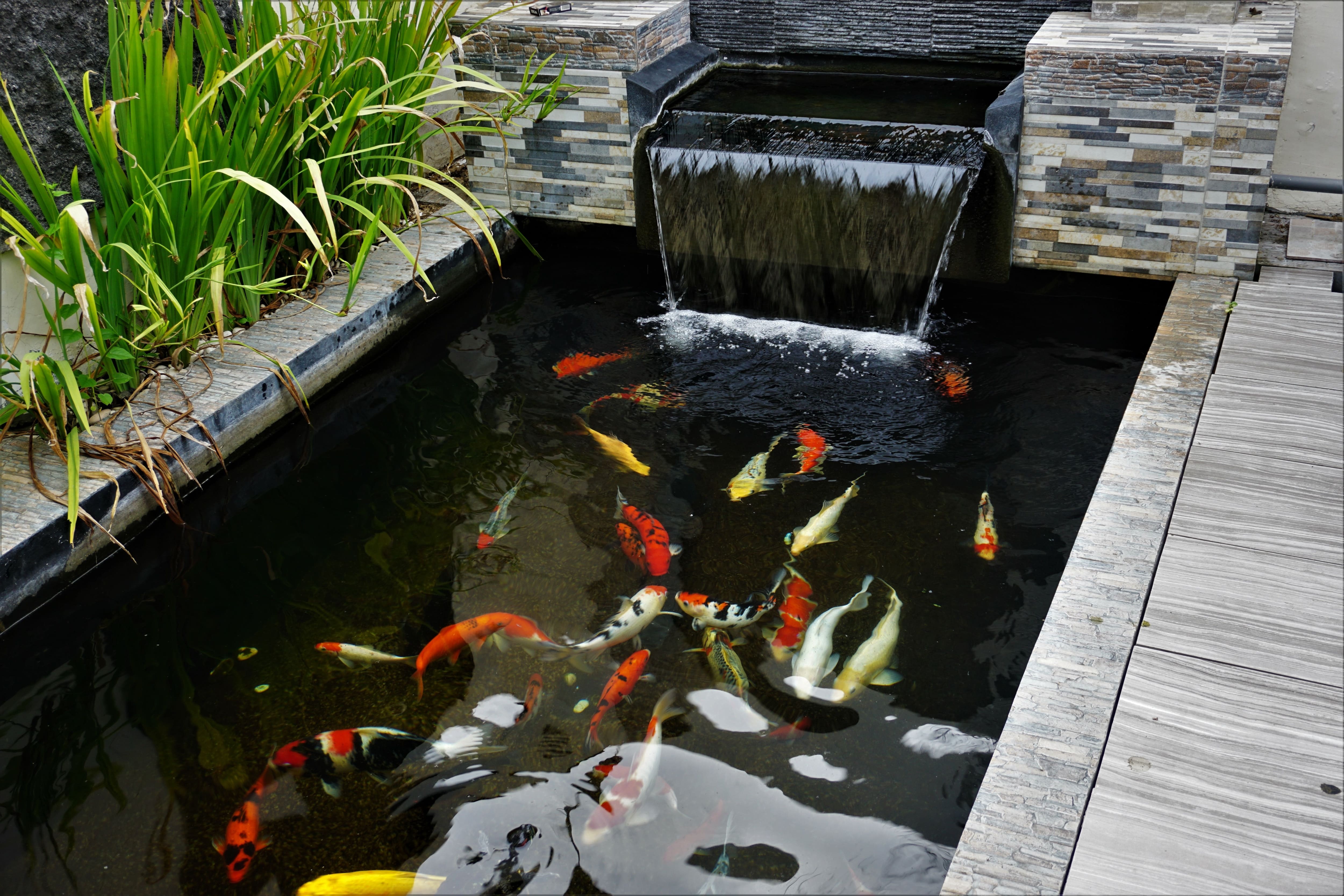 Modern Koi Pond Modern Koi Pond